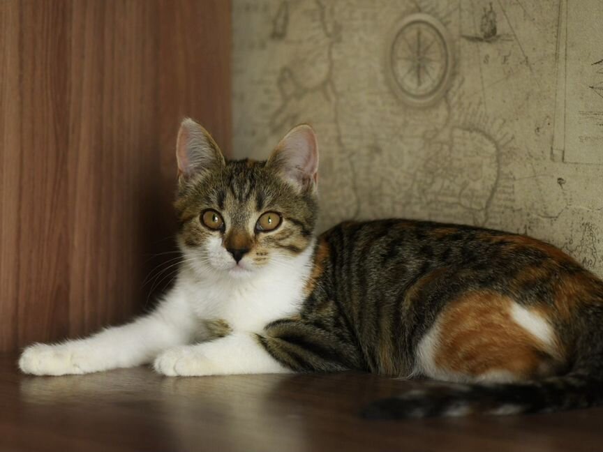 Котенок Рыся ищет семью