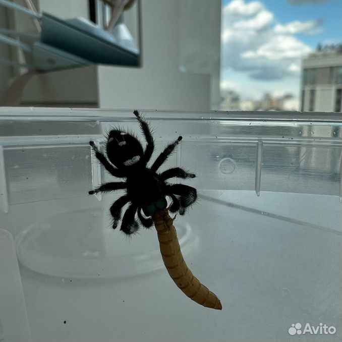 Пара Пауков скакунчиков