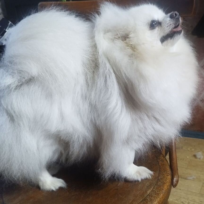 Шпиц, взрослая девочка