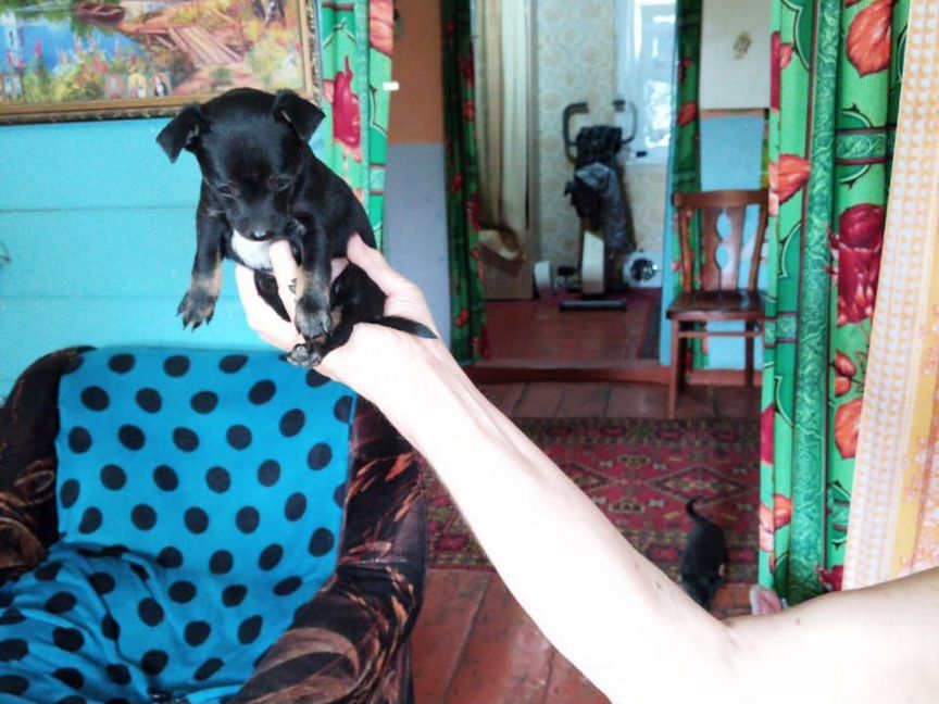 Маленькая собака