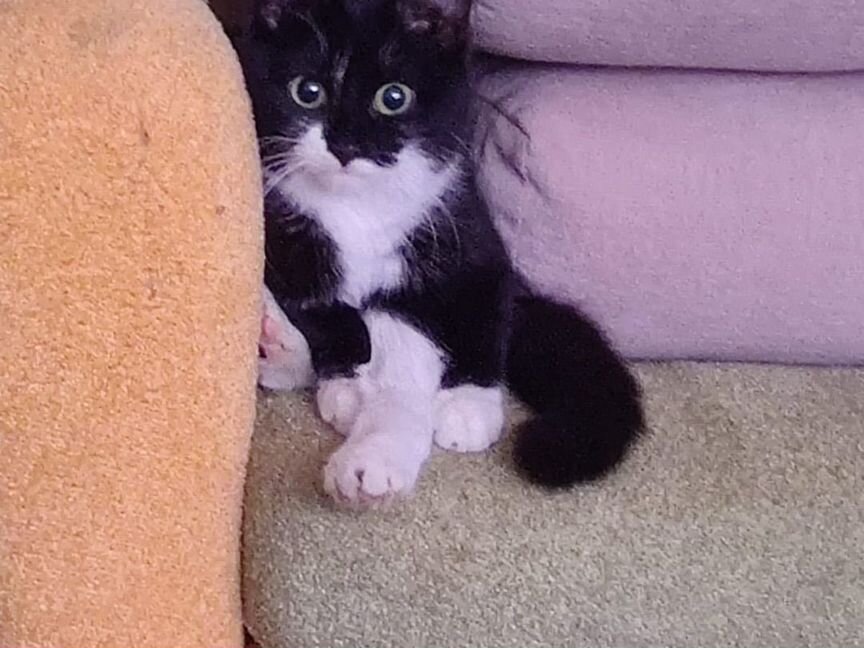 Кошка 8 месяцев