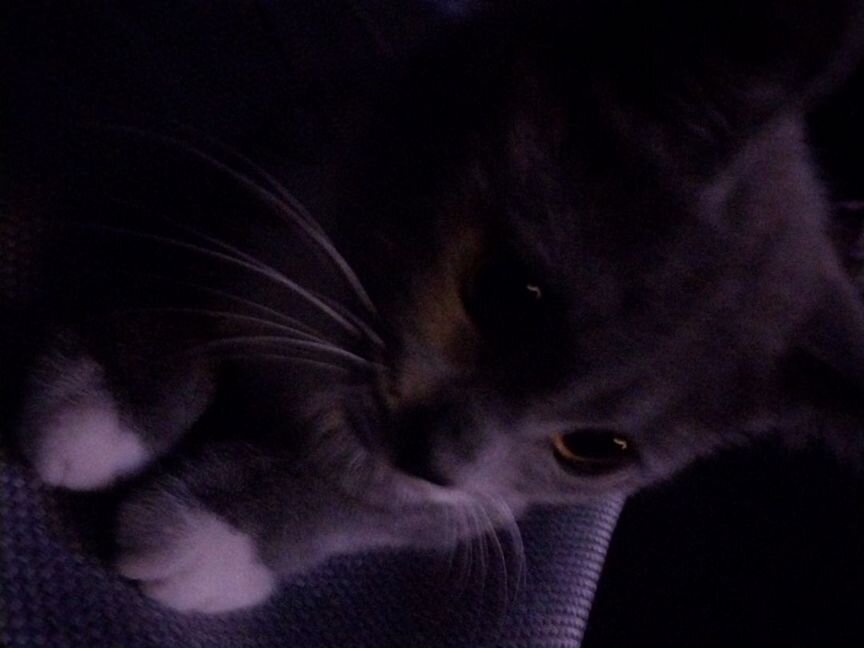 Котята русская голубая