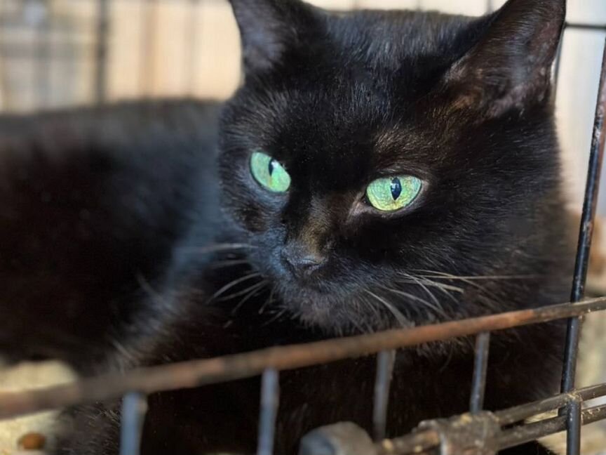 Кошка в добрые руки