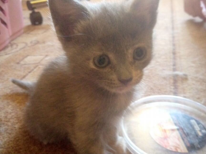 Котята в добрые руки 1 месяц