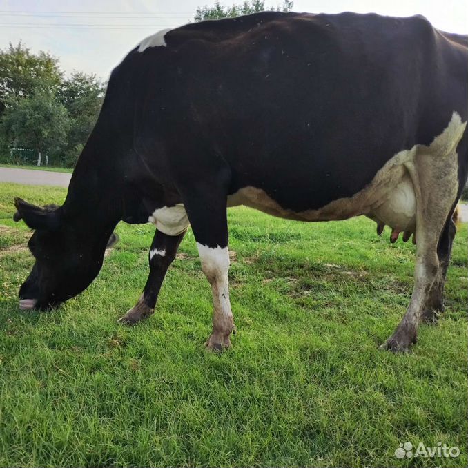 Корова высокоудойная