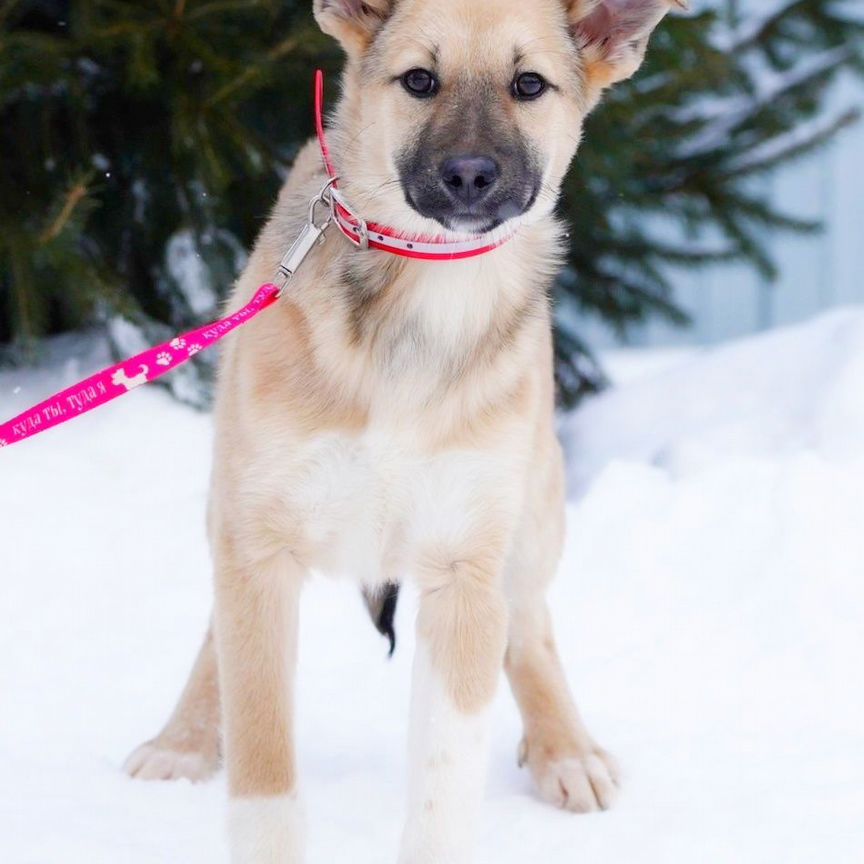 Отдам в добрые руки щенка. Привезу до дома
