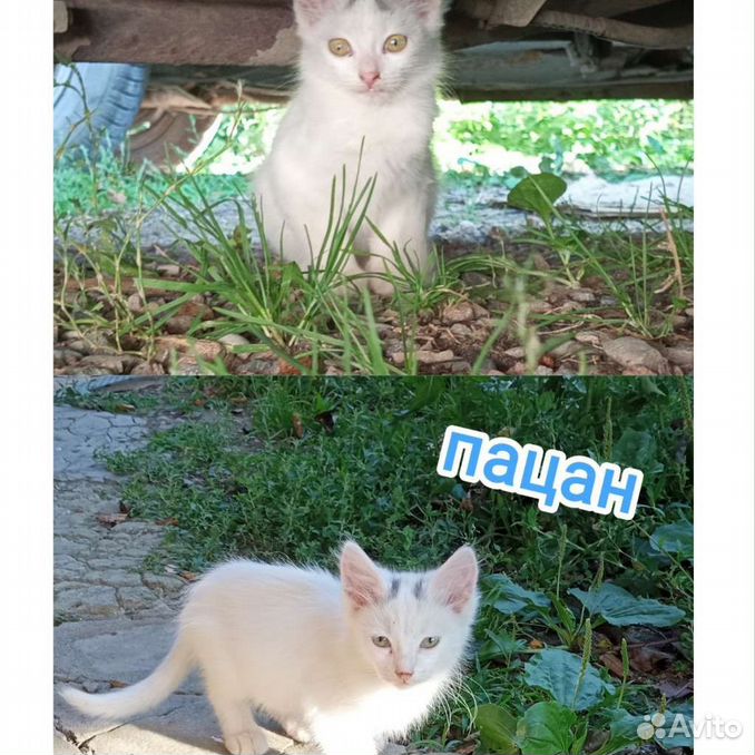 Беляши в добрые руки