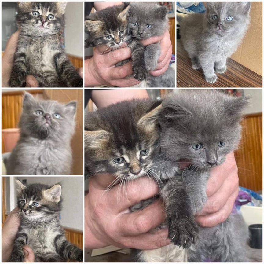 Котята в добрые руки