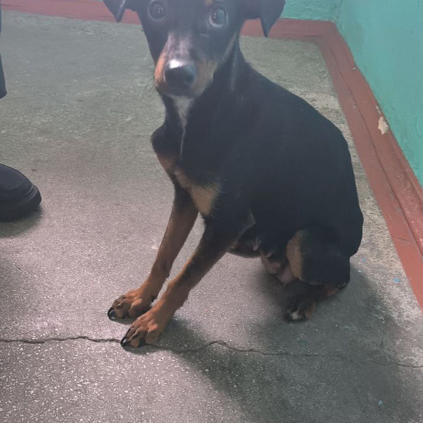 Собака в добрые руки