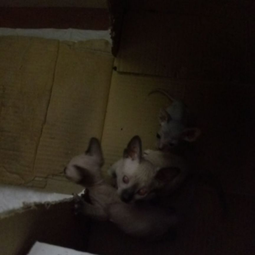 Домашние животные котята