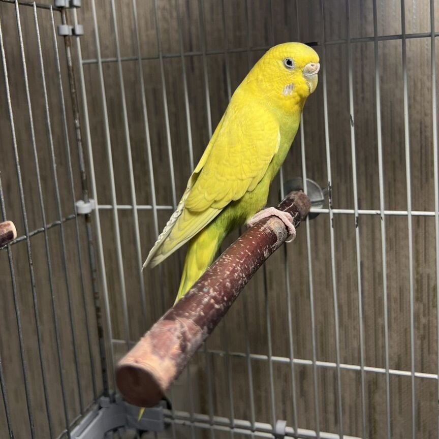 Волнистый попугай самка