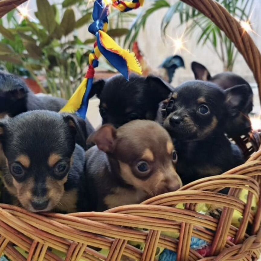 Русский той-терьер, щенок