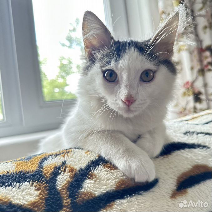 Котик Симба,6 месяцев в добрые руки