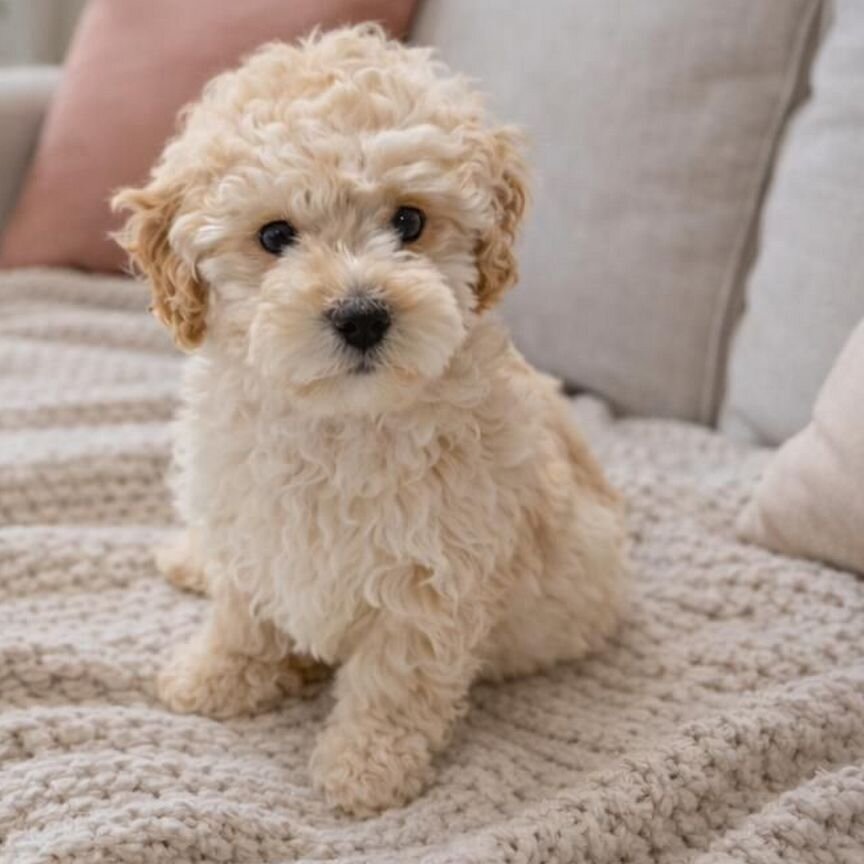 Мальтипу, щенок