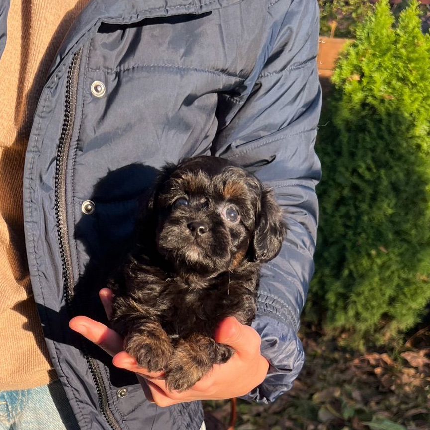 Мальтипу F2 мальчик