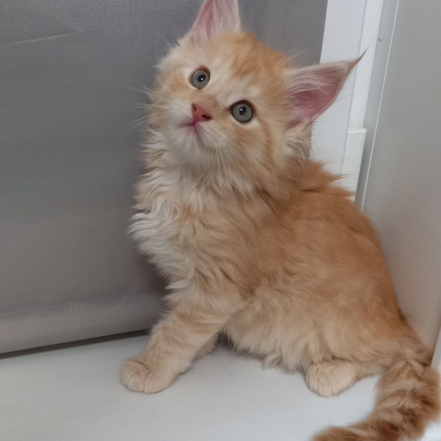 Мейн-кун котёнок