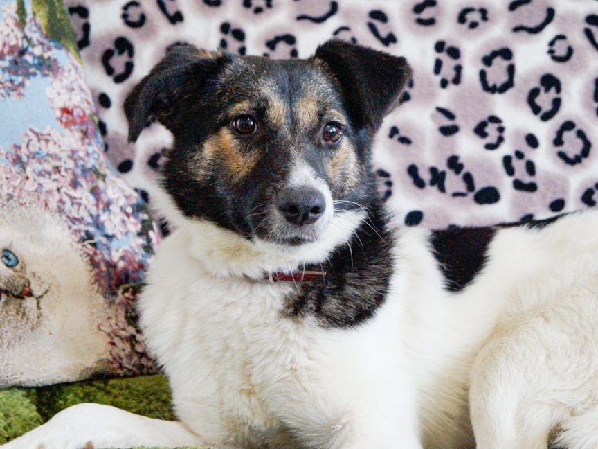 Собака в добрые руки отдам бесплатно