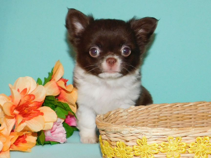 Босс, мальчик чихуахуа