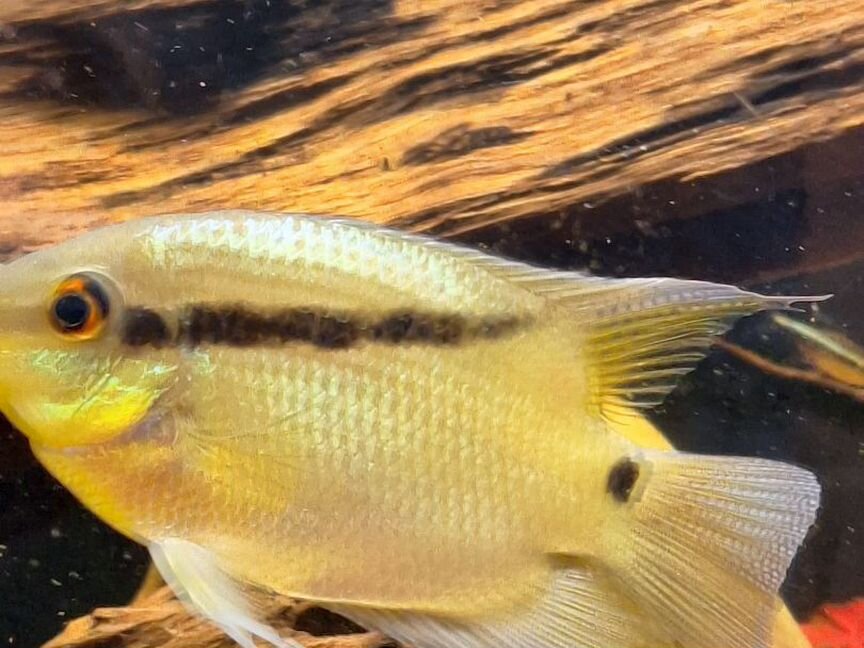 Цизлазома Мезонаута (фестива)