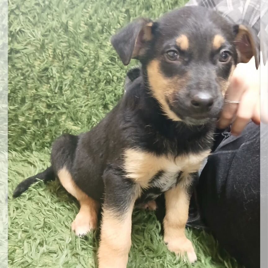 Щенок в добрые руки