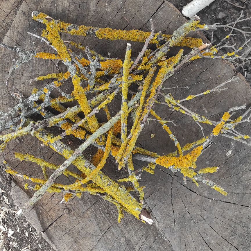 Веточки с жёлтым лишайником