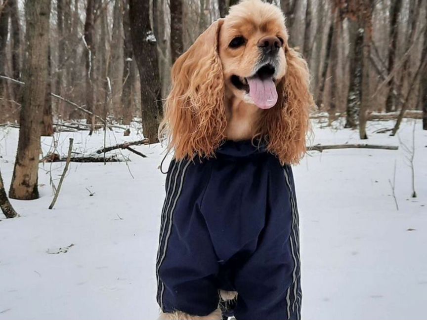 Кокер спаниель