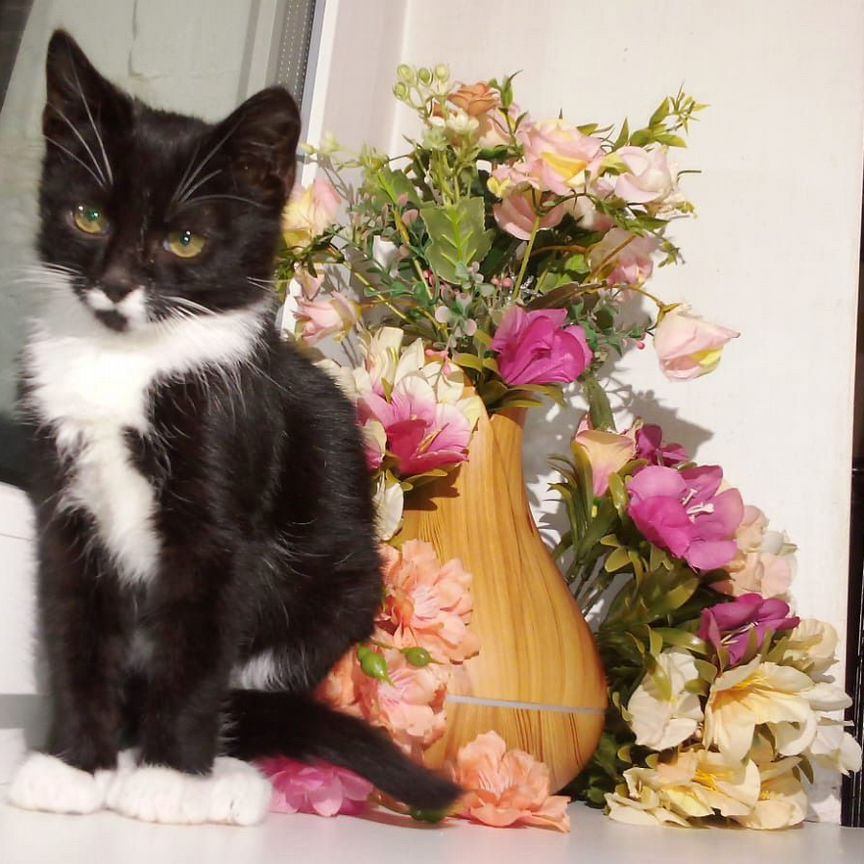 Котенок мальчик 3 месяца