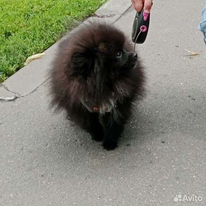 Собака щпиц щенок