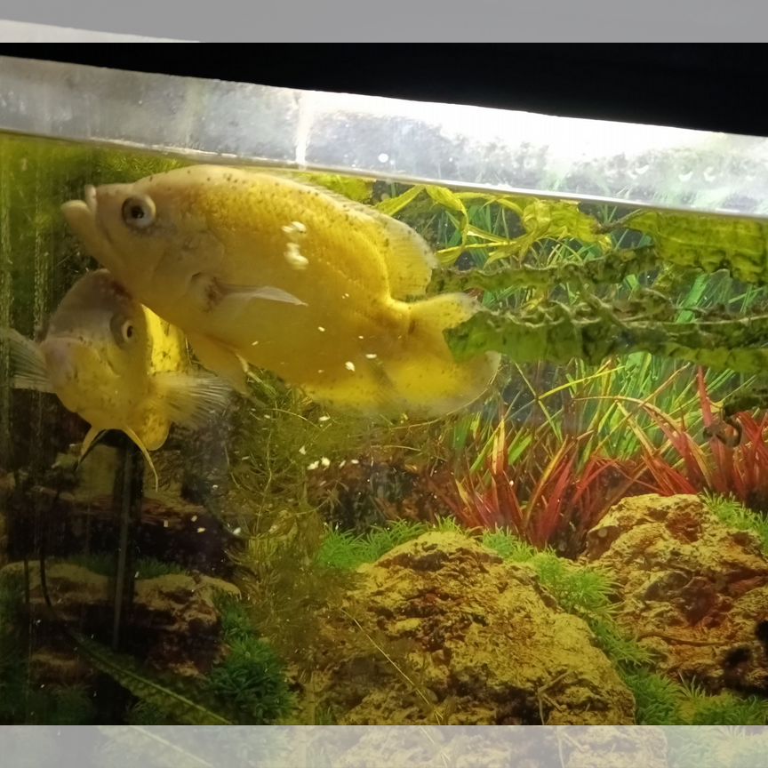 Астронотус