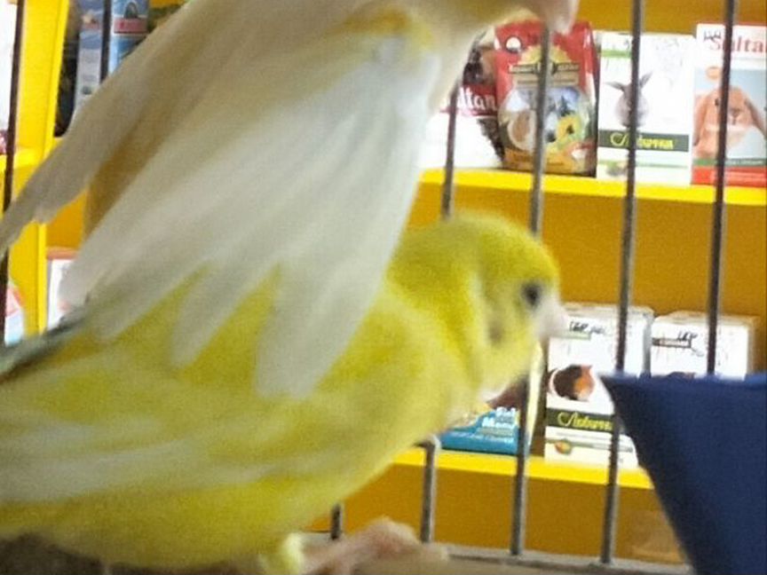 Канарейка самоча