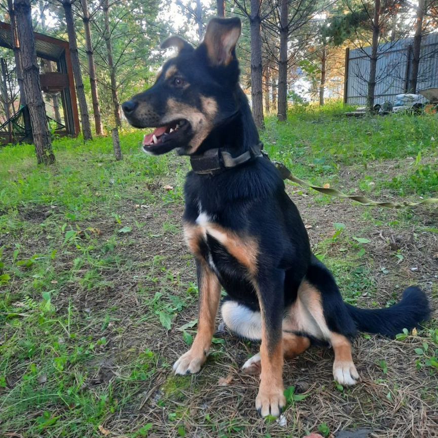 Щенок в добрые руки
