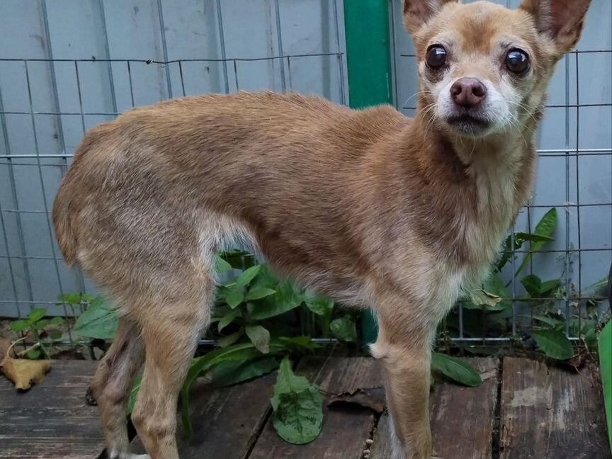 Найден той терьер