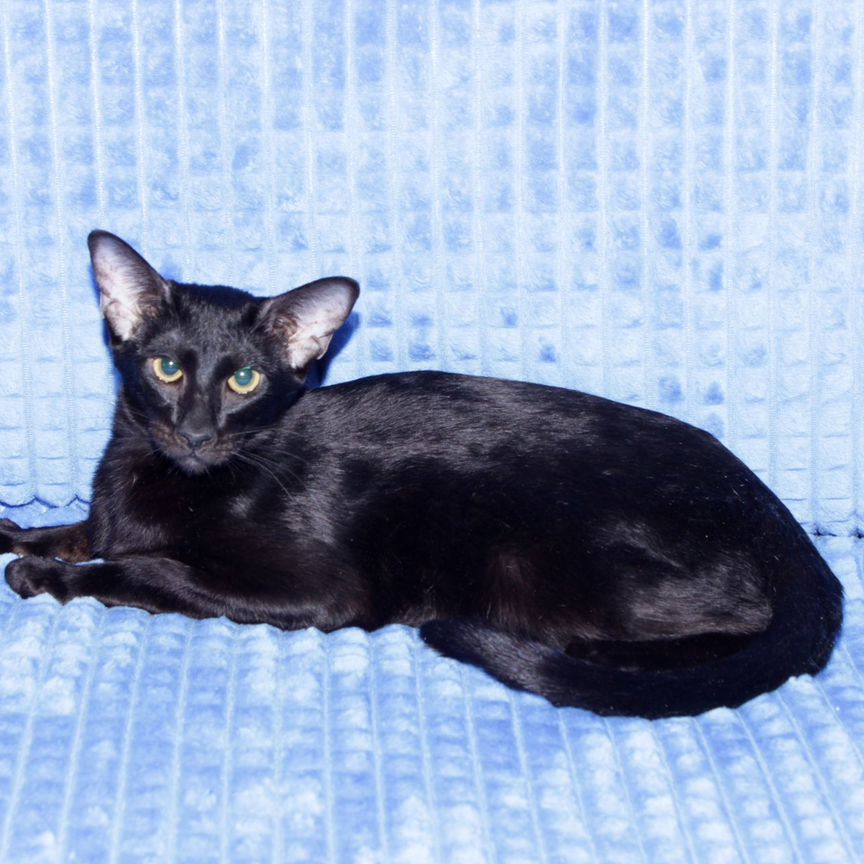 Ориентальная, взрослая кошка