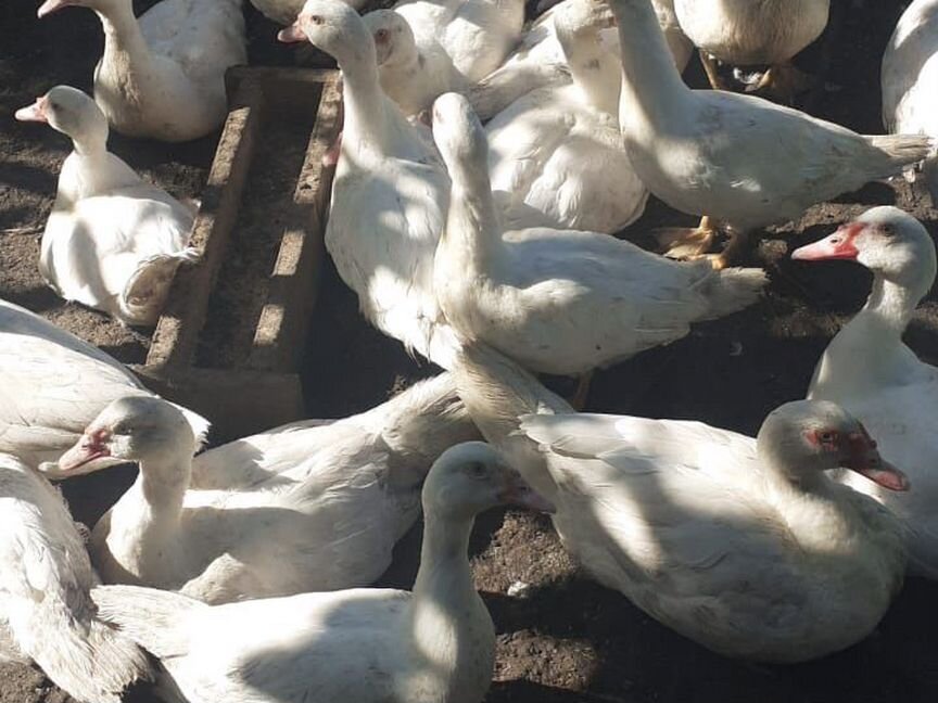 Продаются утки