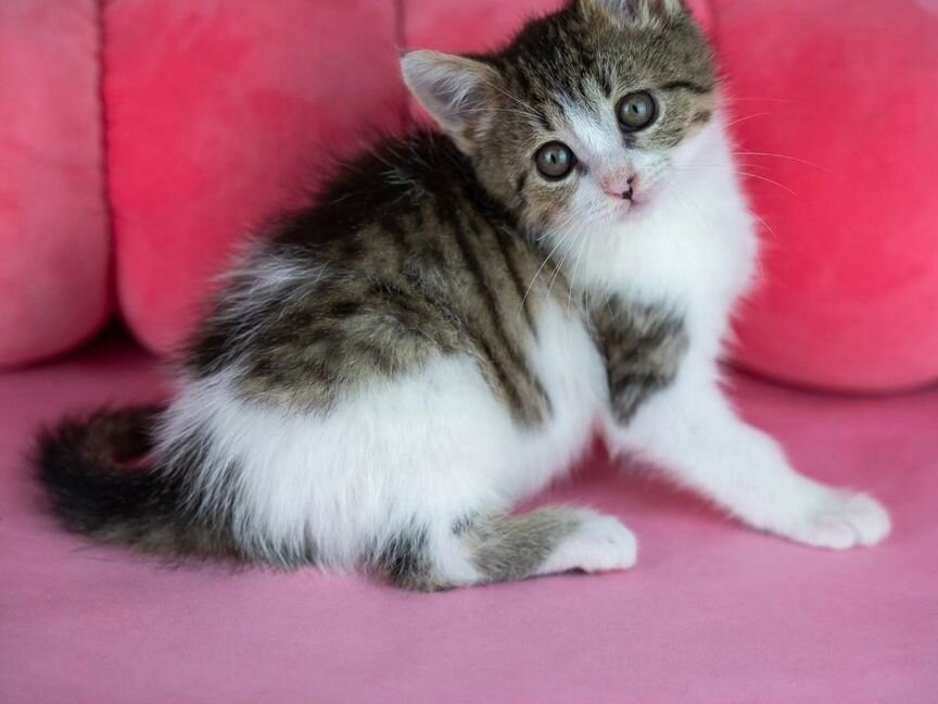 Котенок в добрые руки