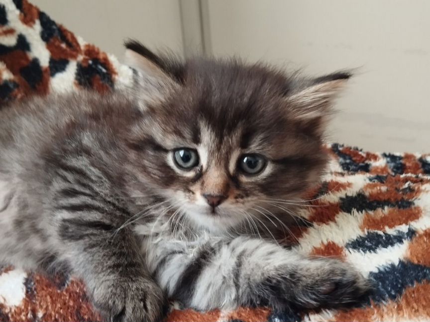 Кот 1 мес