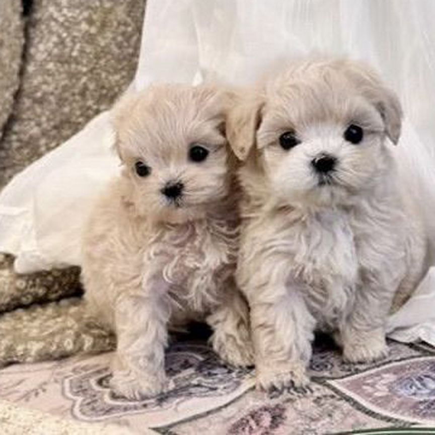 Мальтипу, щенок