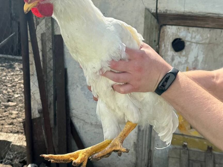 Молодые петухи