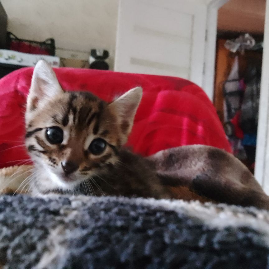 Бенгальские котята