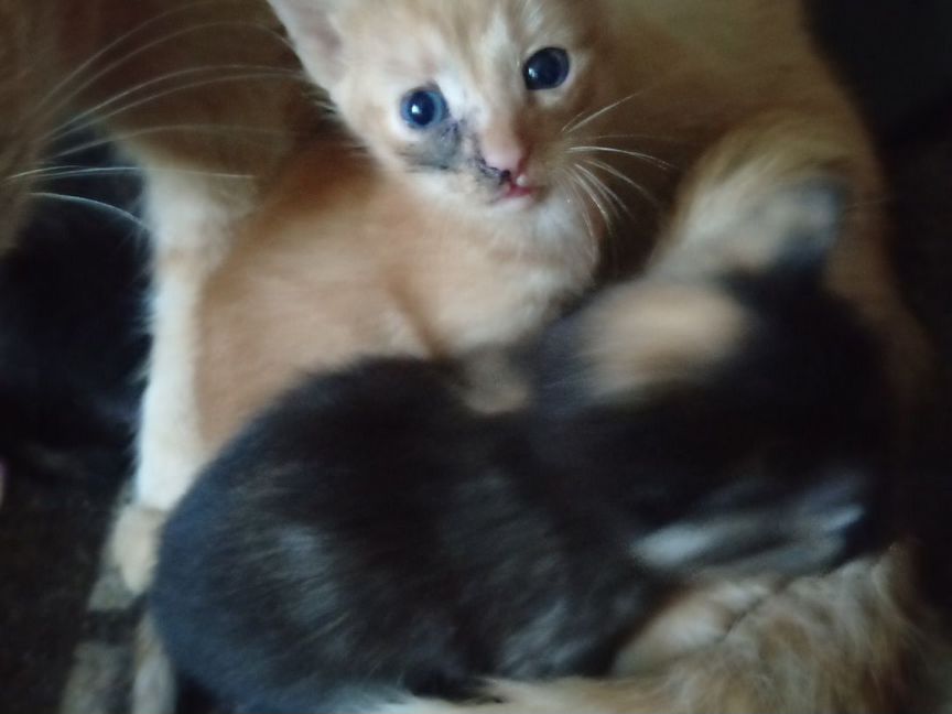 Котята в добрые руки бесплатно