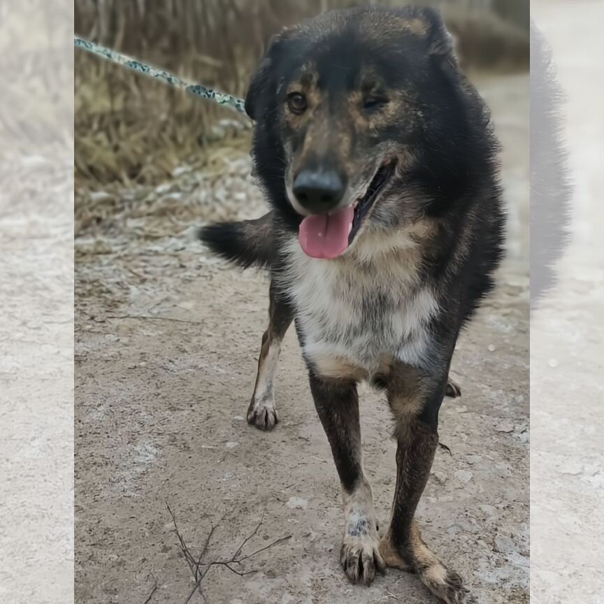 Взрослый пёс в добрые руки