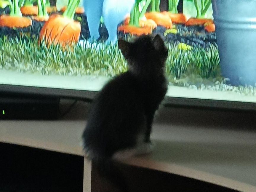 Котёнок Масяня ждёт добрые, любящие ручки