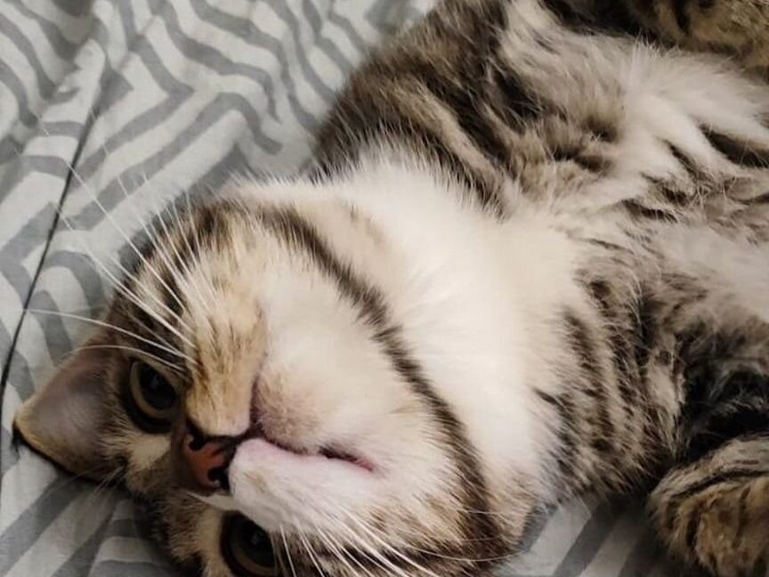 Джастин самый красивый котенок