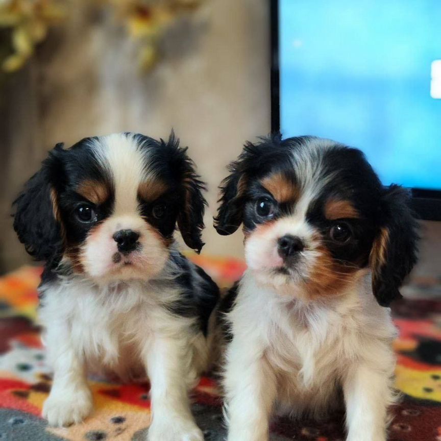 Кавалер кинг-чарльз-спаниель, щенок