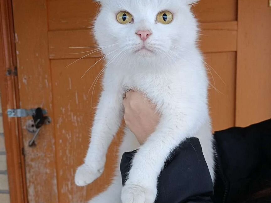Кошка