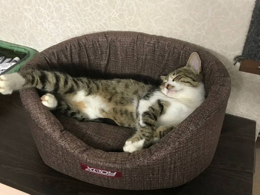 Кошка в дар