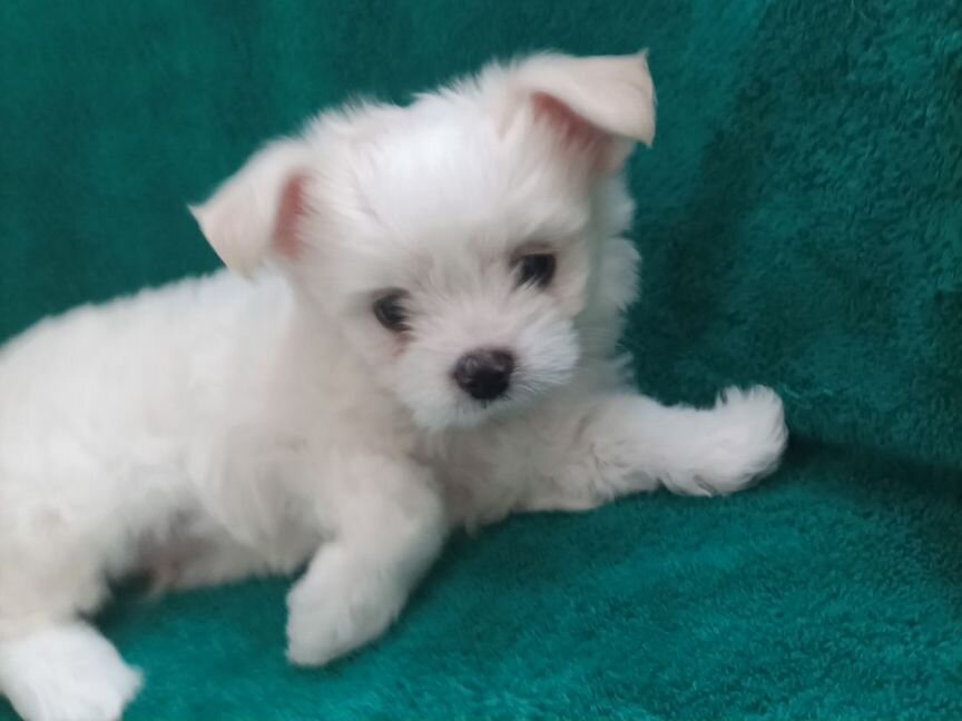 Щенки чихуахуа