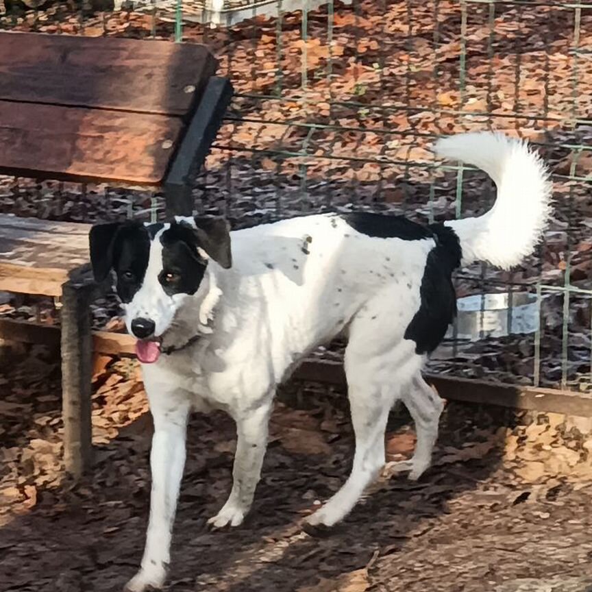 Взрослая собака в добрые руки