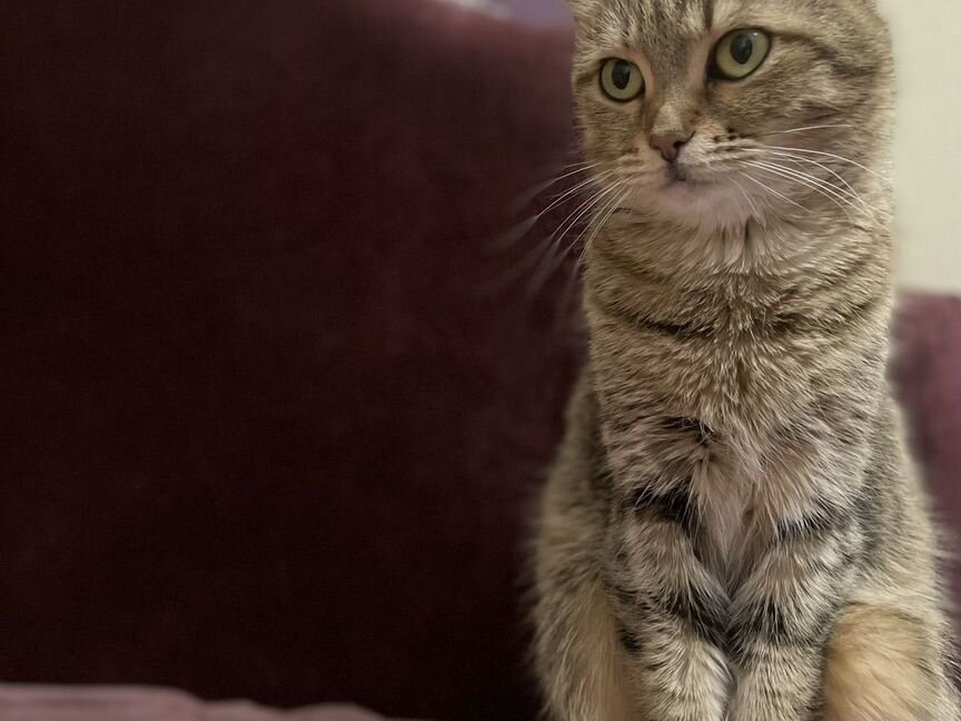 Кошечка в добрые руки