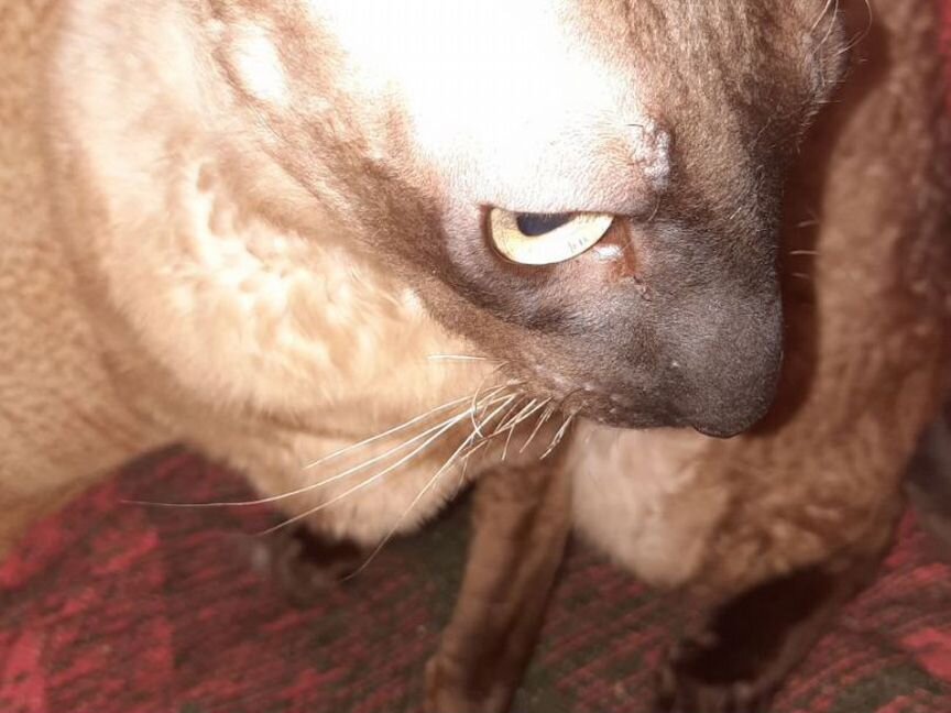 Котик корниш рекс в заботливые руки